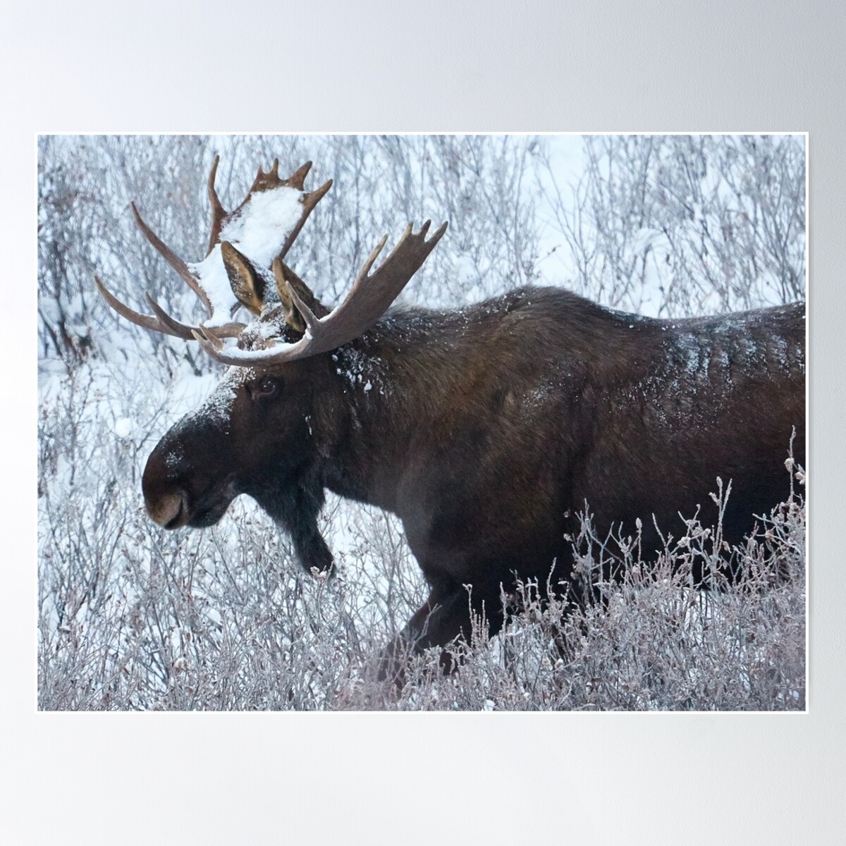Dopaprint UNFRAMED PAPER POSTER Moose Canvas, Moose, Animal, Animals ...