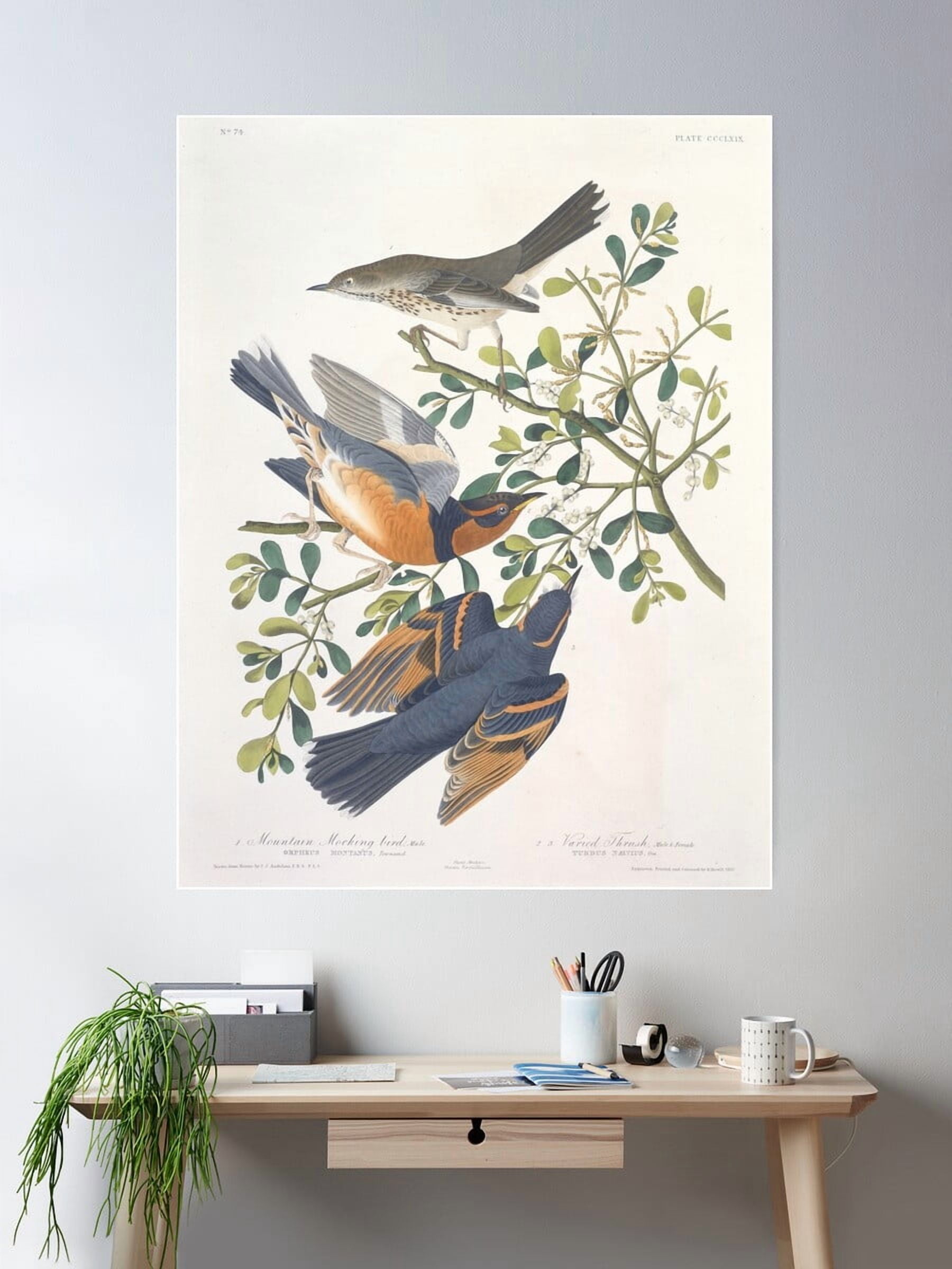 Dopaprint UNFRAMED PAPER POSTER Mountain Mockingbird Poster Wall Art ...