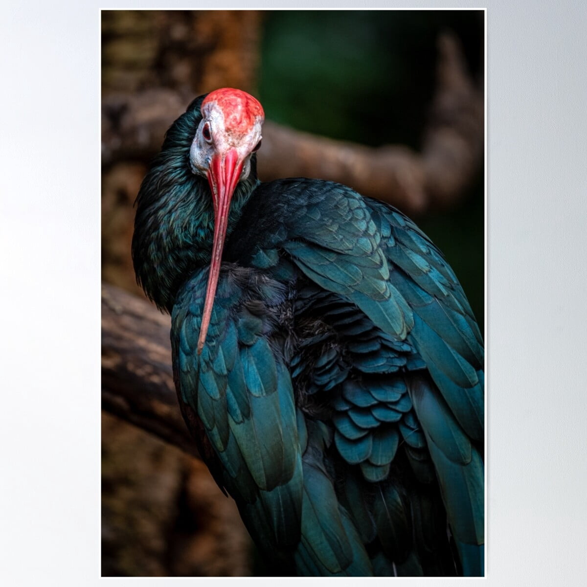 Dopaprint UNFRAMED PAPER POSTER Northern Bald Ibis Poster Wall Art ...