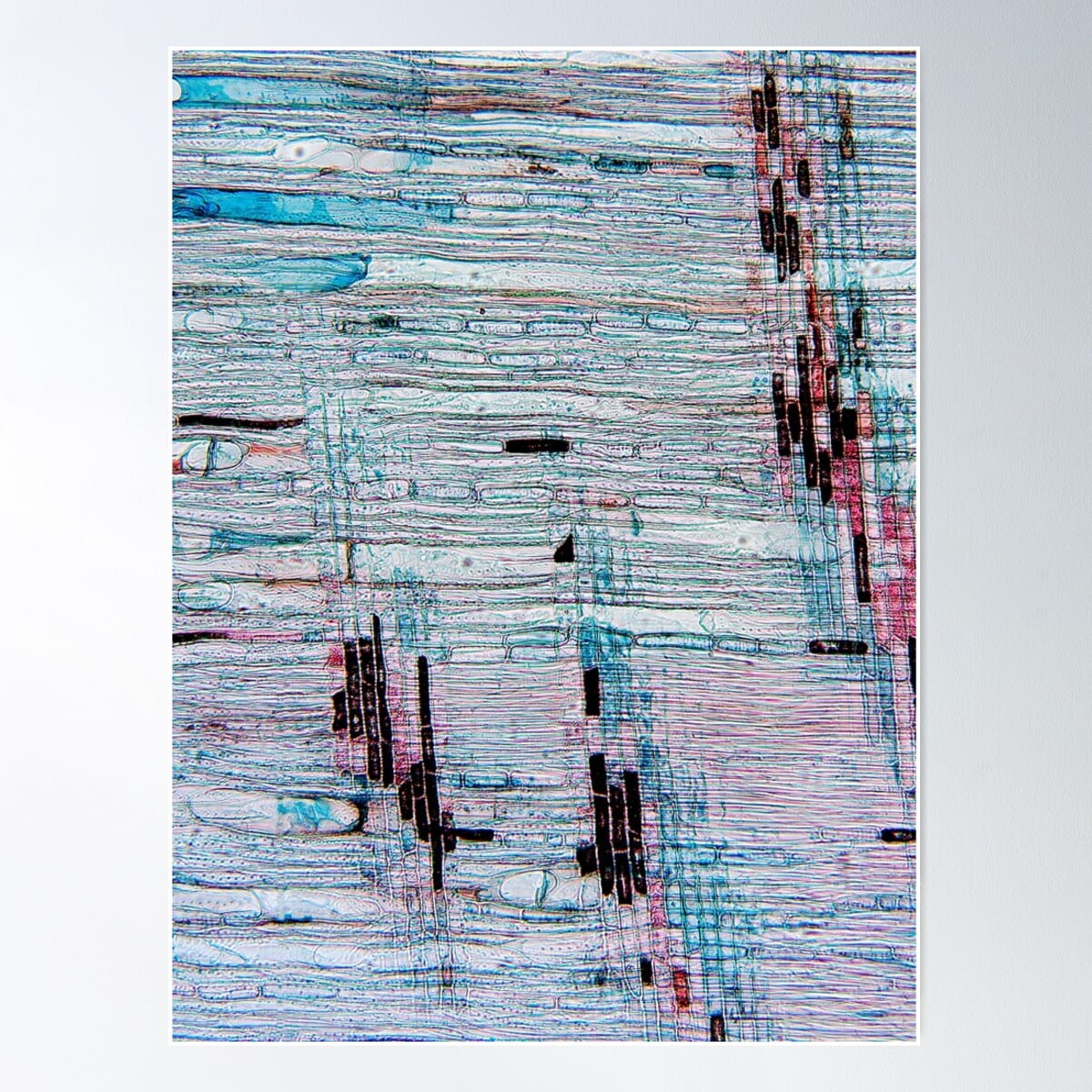 Dopaprint UNFRAMED PAPER POSTER Oak Tree, Wood Cells, Radial Section ...