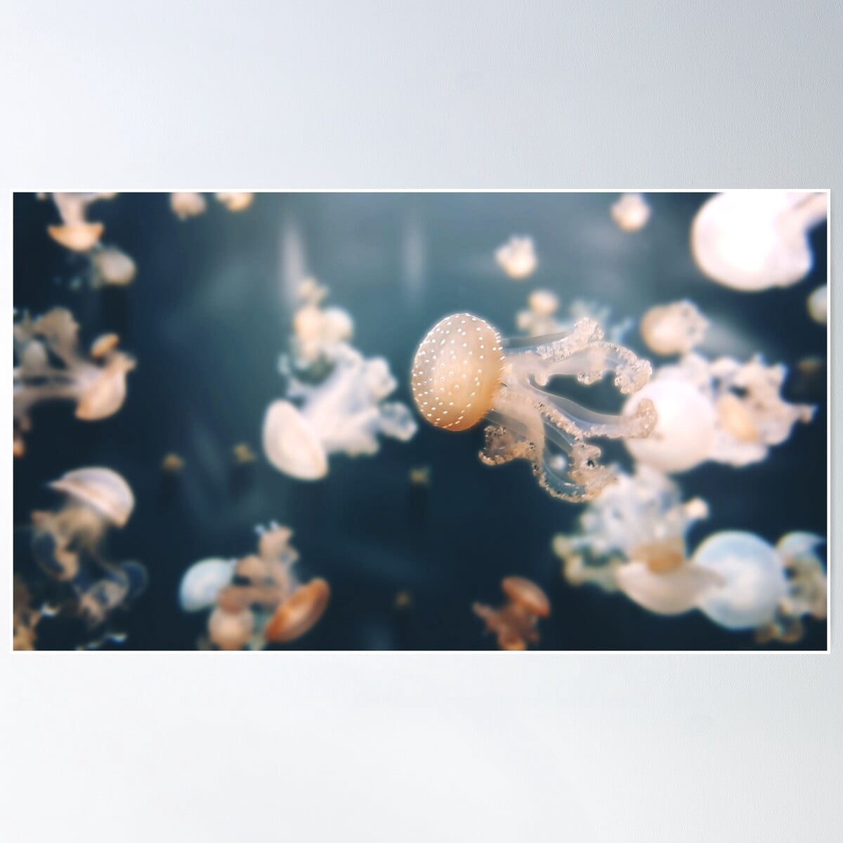 Dopaprint UNFRAMED PAPER POSTER One Jellyfish In Focus Swimming Amongst ...