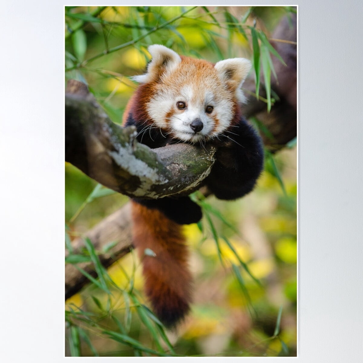 Dopaprint UNFRAMED PAPER POSTER Panda Roux Poster Wall Art, Modern Wall ...