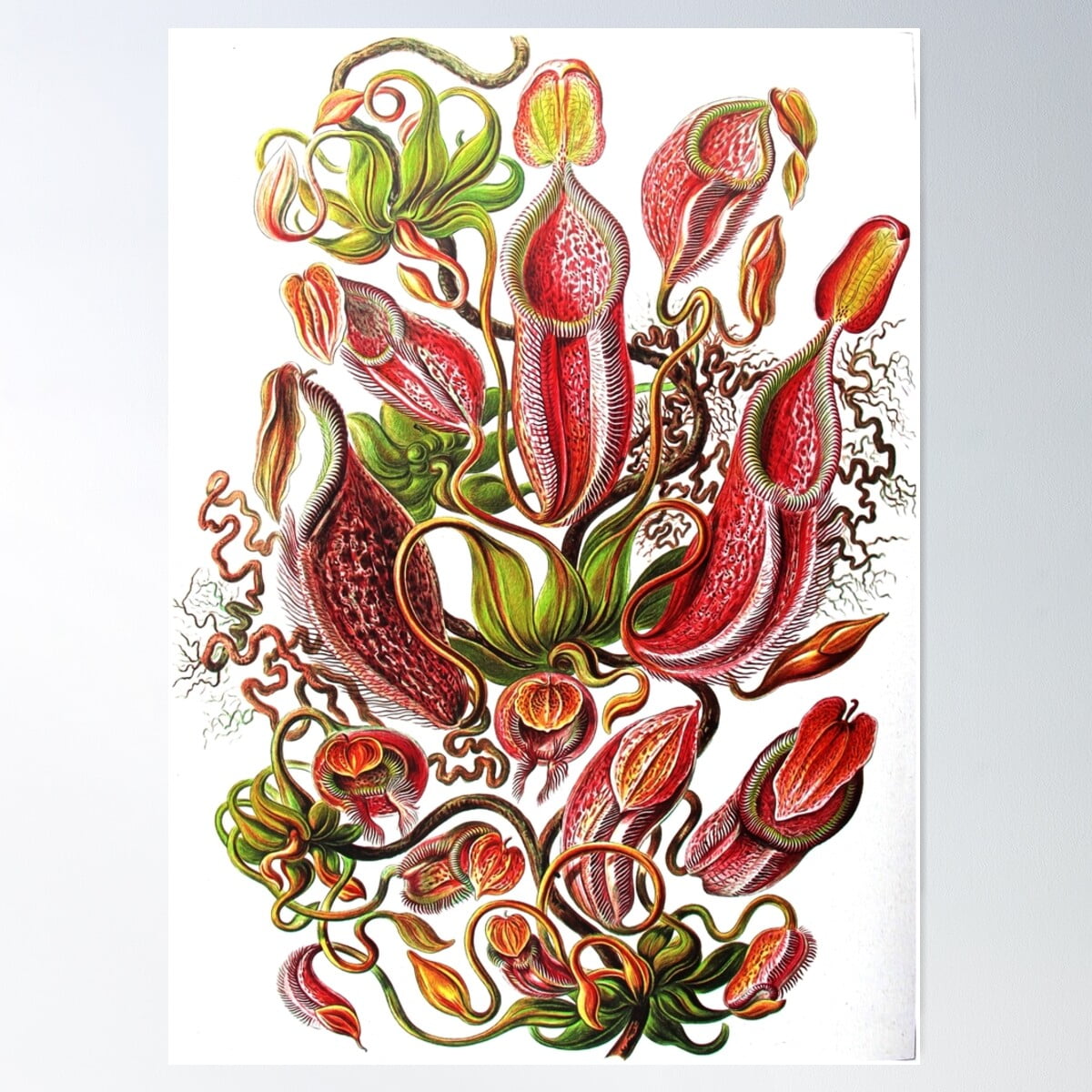 Dopaprint UNFRAMED PAPER POSTER Plants & Animals, Carnivorous, Pitcher ...