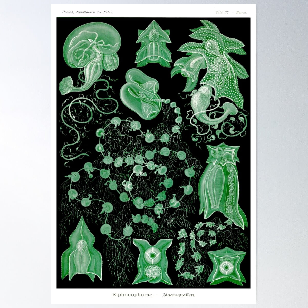 Dopaprint UNFRAMED PAPER POSTER Plate 77. Siphonophores, Colonial ...