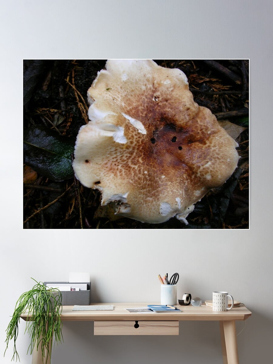 Dopaprint UNFRAMED PAPER POSTER Pretty Brown Fungus Poster Wall Art ...