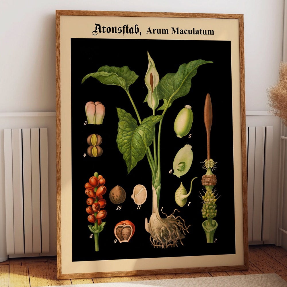 Dopaprint UNFRAMED PAPER POSTER Rare Botanical Print On Black ...