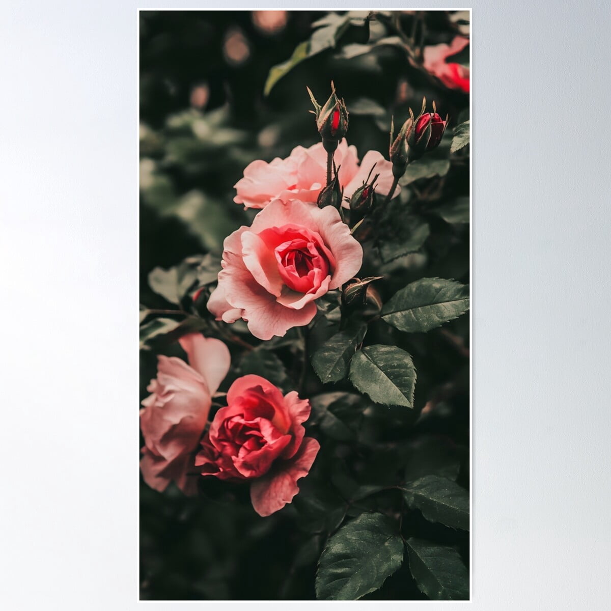Dopaprint UNFRAMED PAPER POSTER Realistic Pink Roses Poster Wall Art ...