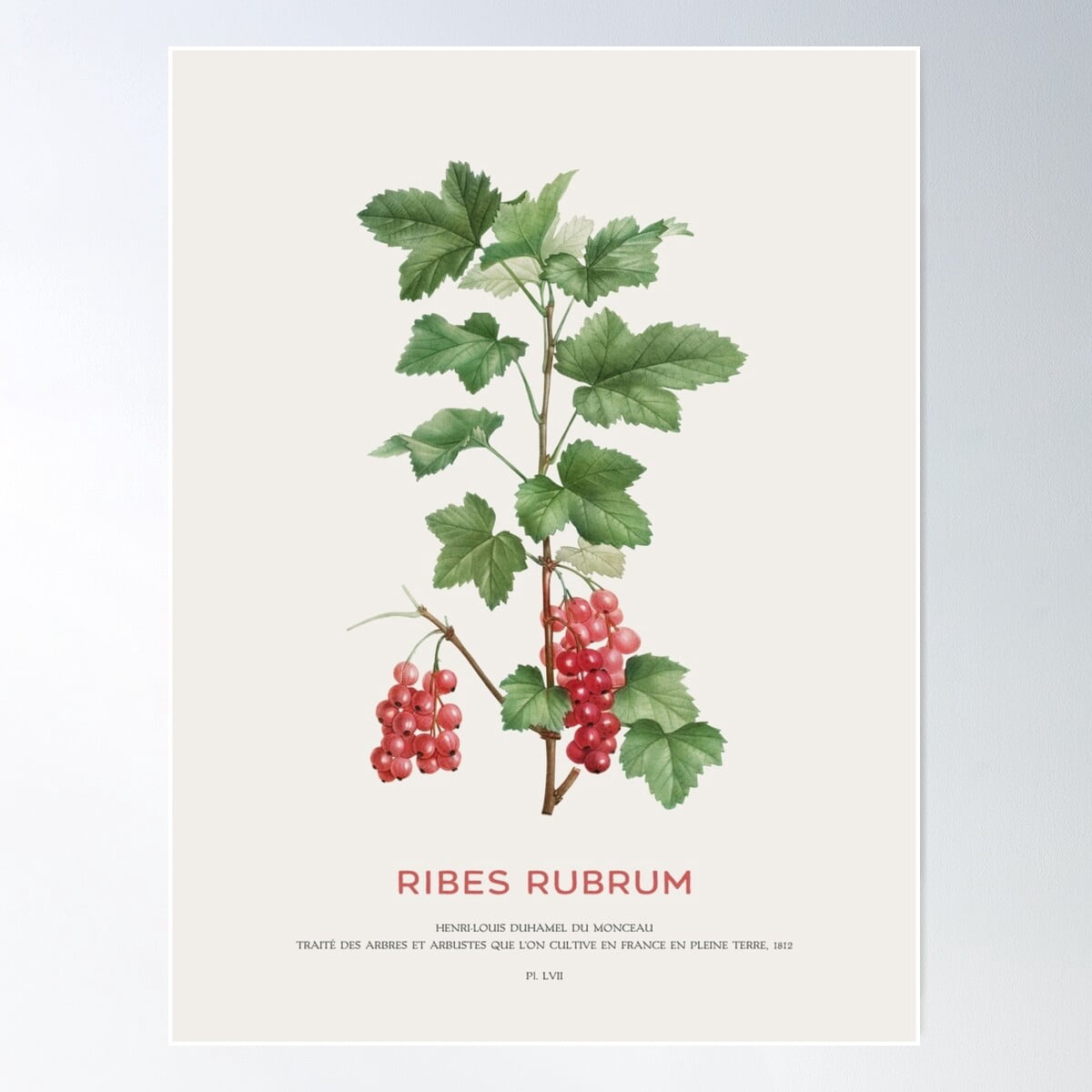 Dopaprint UNFRAMED PAPER POSTER Red Currant Or Ribes Rubrum Poster Wall ...