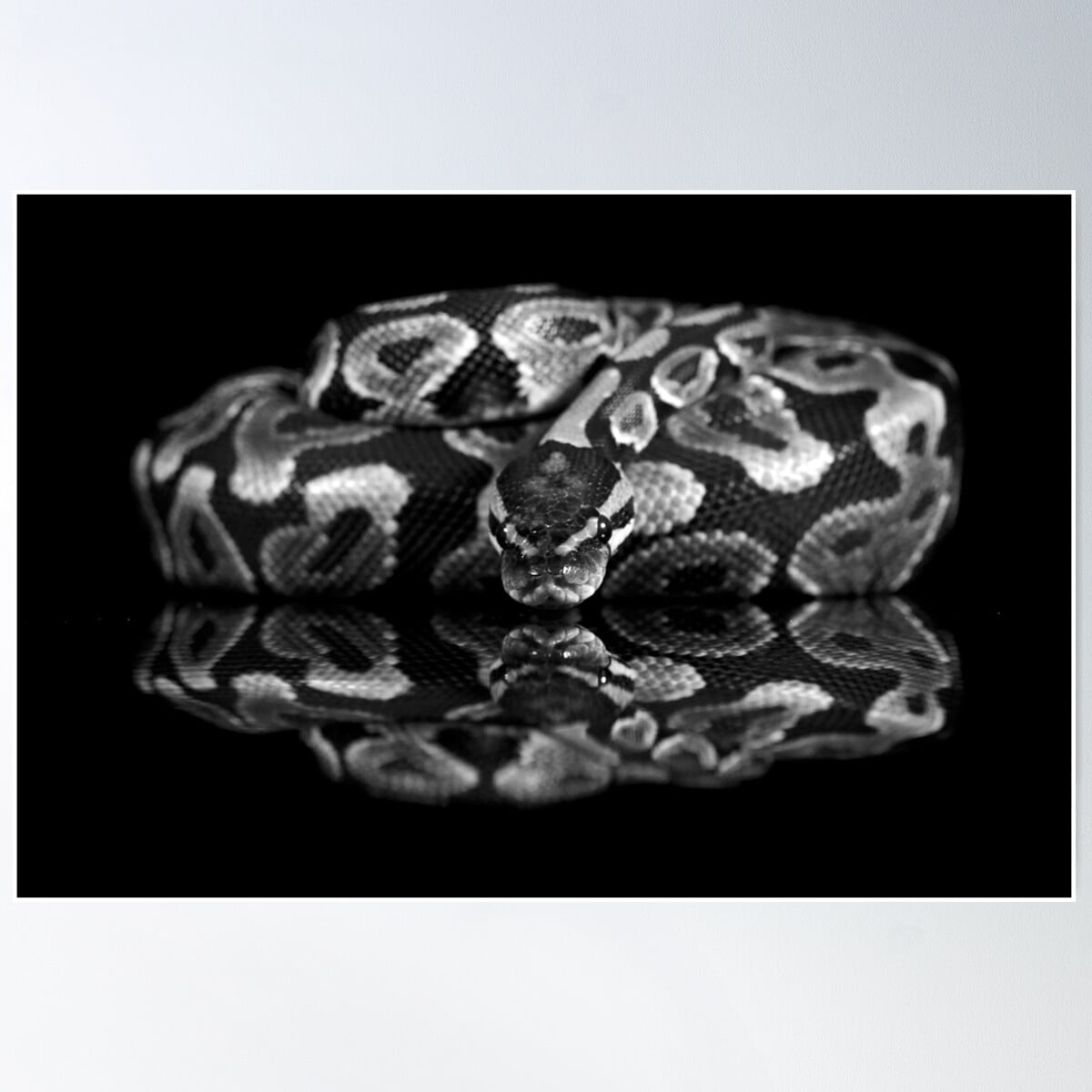 Dopaprint UNFRAMED PAPER POSTER Reflections Of A Ball Python Poster ...