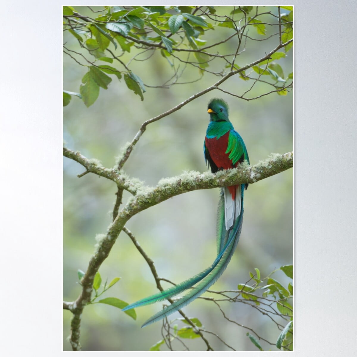 Dopaprint UNFRAMED PAPER POSTER Resplendant Quetzal Poster Wall Art ...
