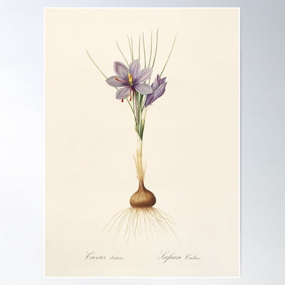 Dopaprint UNFRAMED PAPER POSTER Saffron Crocus - Crocus Sativus Poster ...