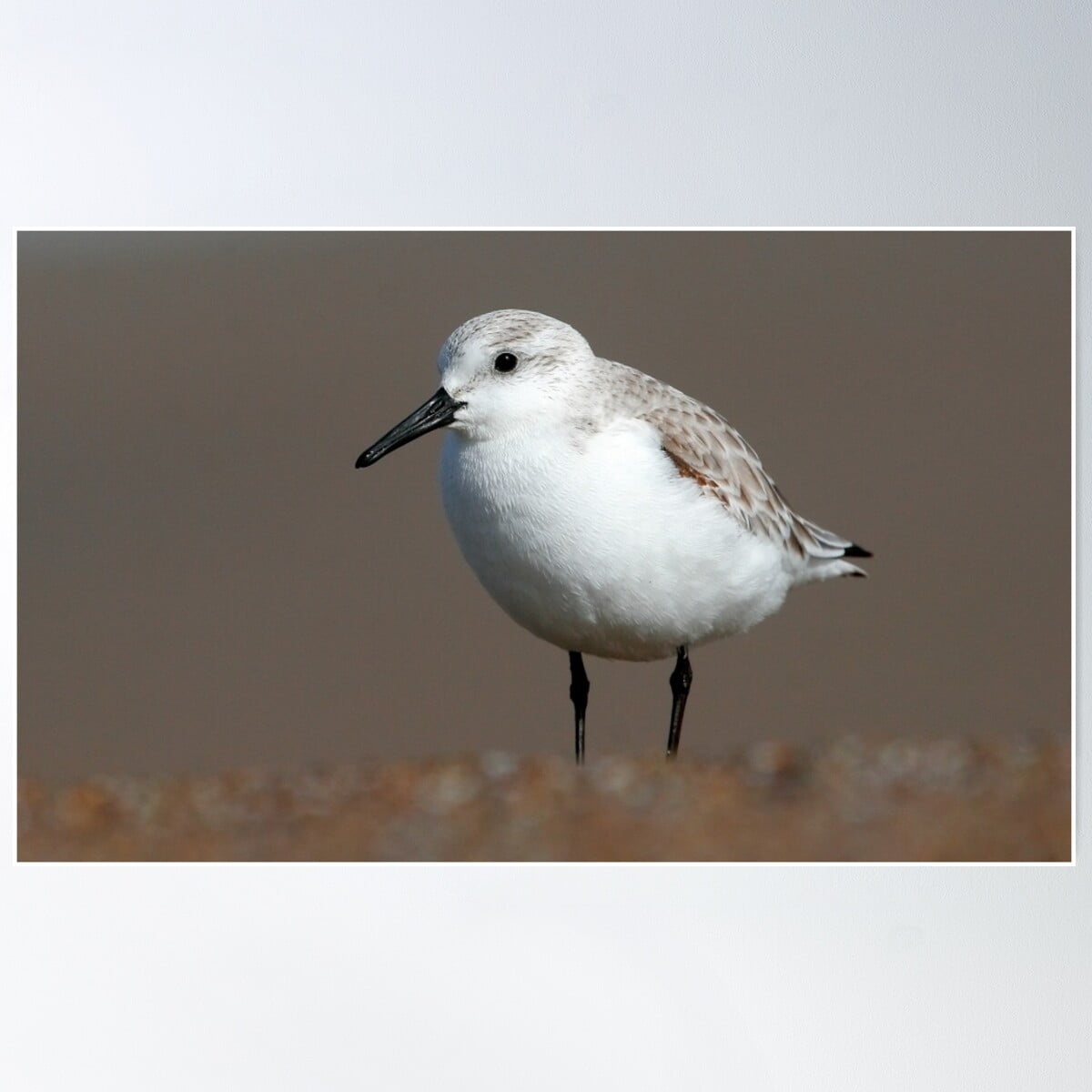 Dopaprint UNFRAMED PAPER POSTER Sanderling Poster Wall Art, Modern Wall ...