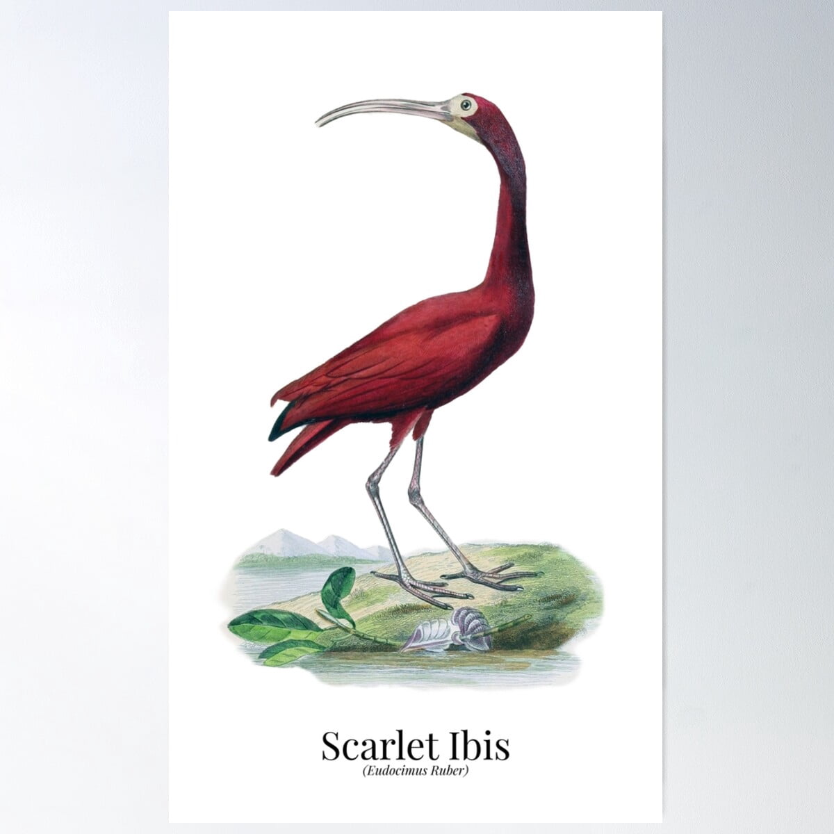 Dopaprint UNFRAMED PAPER POSTER Scarlet Ibis - Ibis Rouge Poster Wall ...