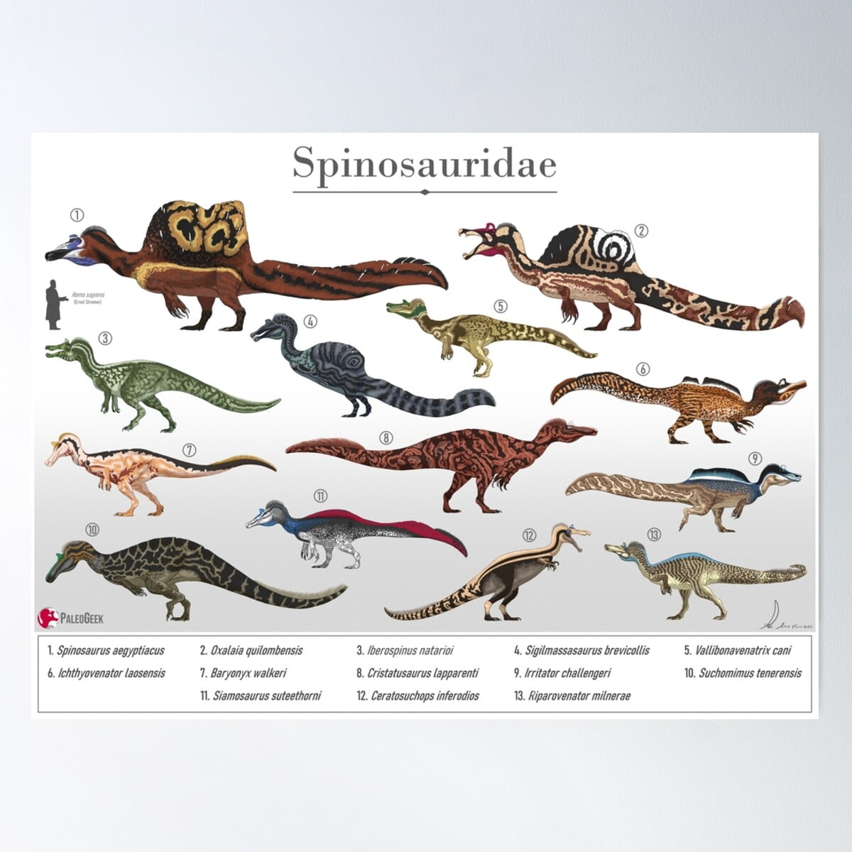 Dopaprint UNFRAMED PAPER POSTER Spinosauridae Family Size Chart Poster ...