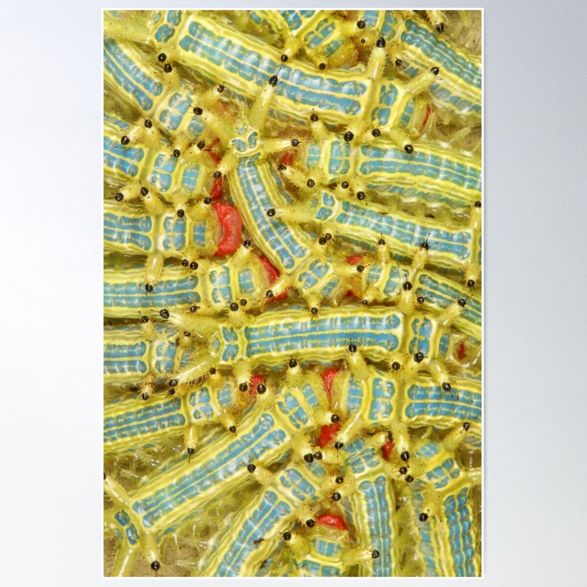 Dopaprint UNFRAMED PAPER POSTER Stinging Nettle Slug Caterpillars ...