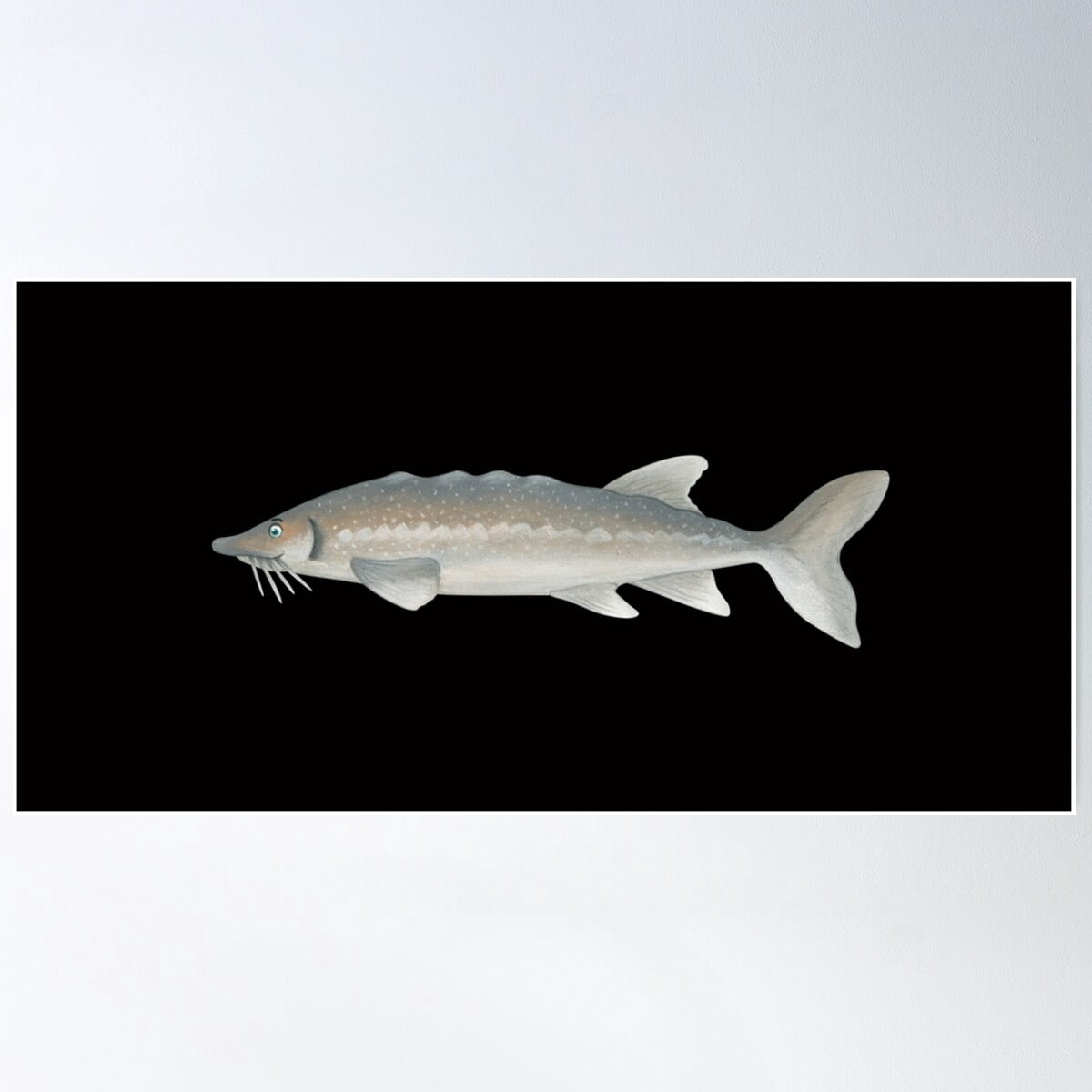 Dopaprint UNFRAMED PAPER POSTER Sturgeon Poster Wall Art, Modern Wall ...
