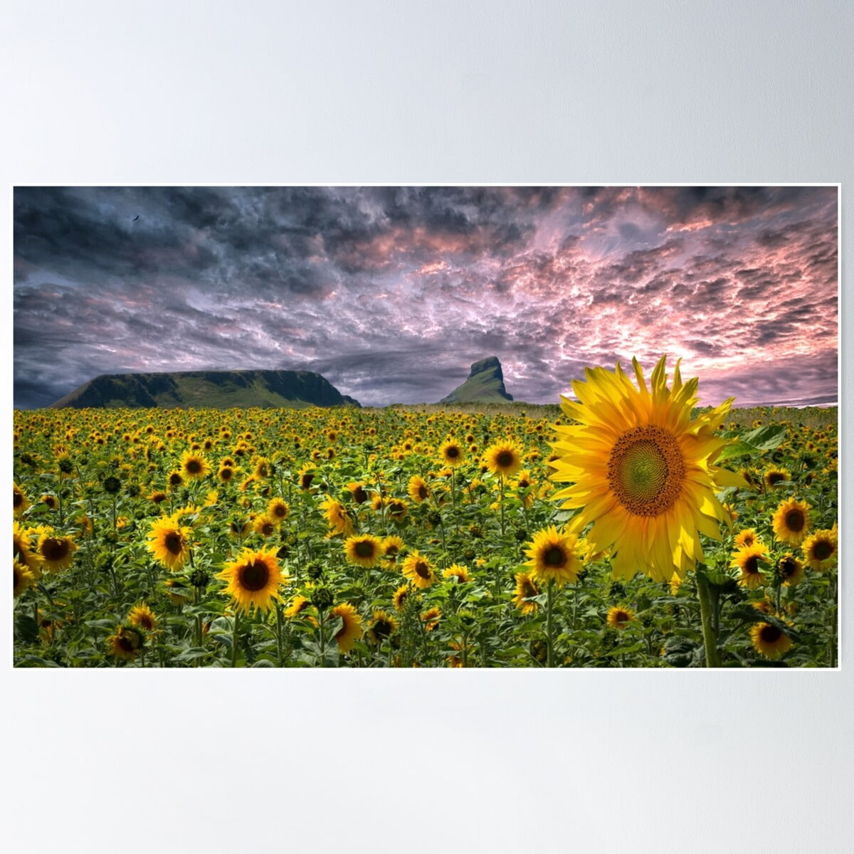 Dopaprint UNFRAMED PAPER POSTER Sunflowers On The Gower Peninsula ...
