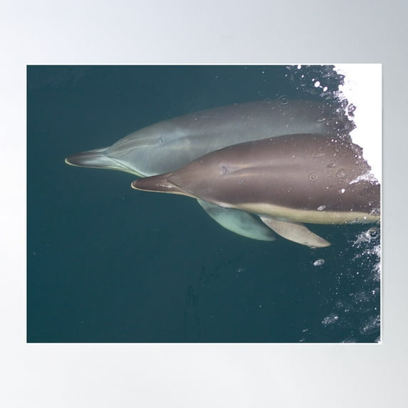 Dopaprint UNFRAMED PAPER POSTER Together At Sea Poster Wall Art, Modern ...