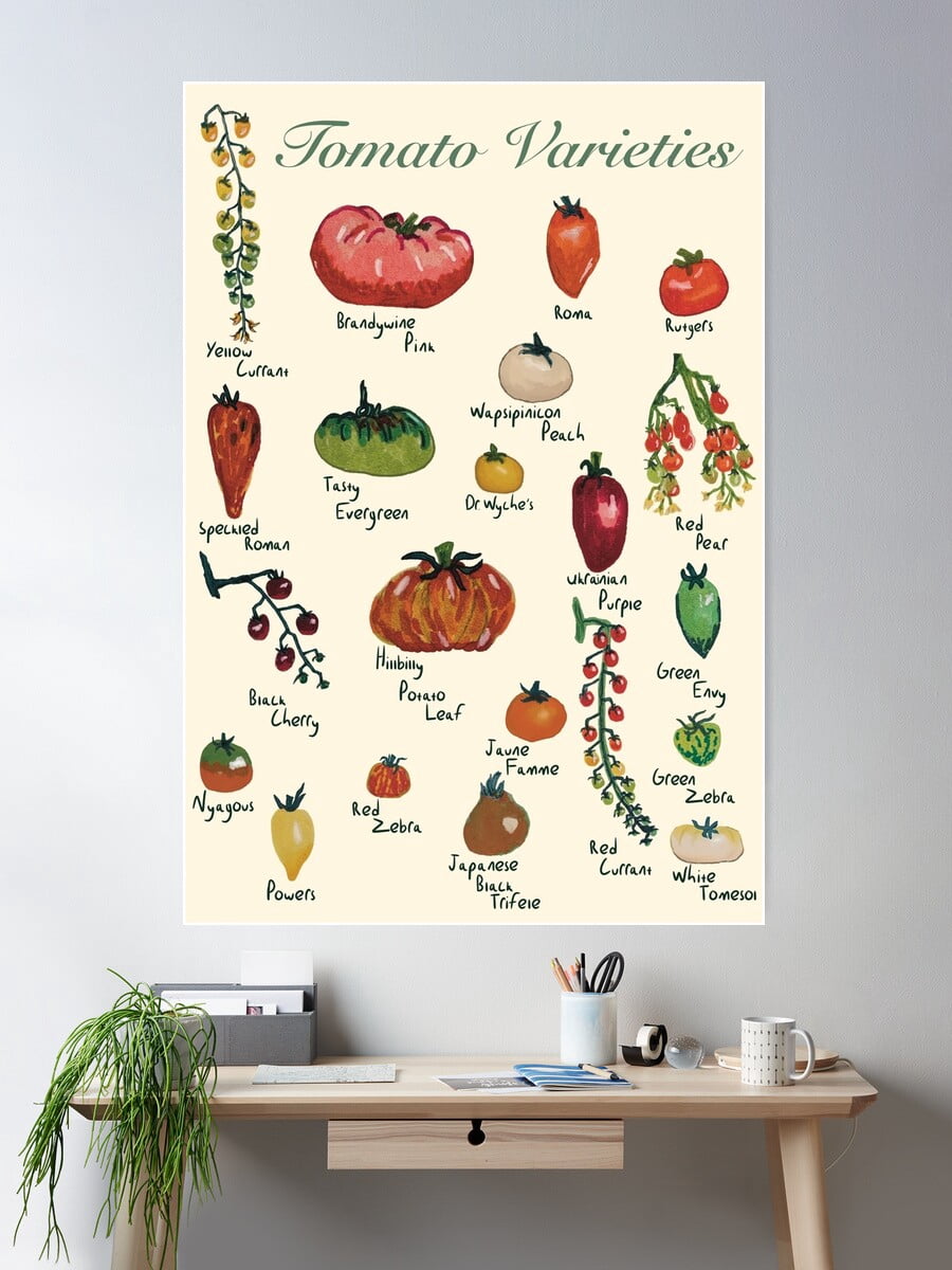 Dopaprint UNFRAMED PAPER POSTER Tomato Varieties Spread Poster Wall Art ...