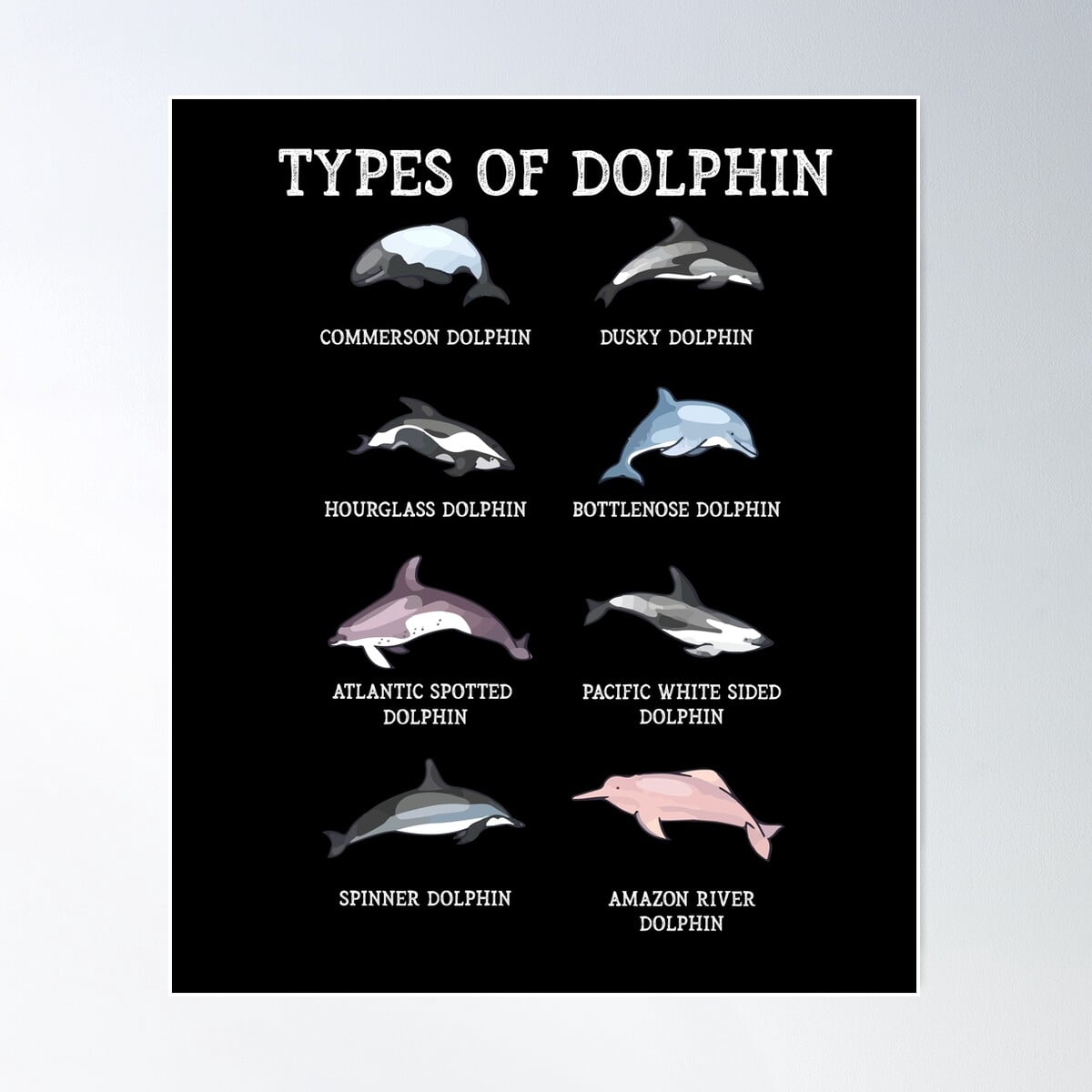 Dopaprint UNFRAMED PAPER POSTER Types Of Dolphins Sea Creatures Animal ...