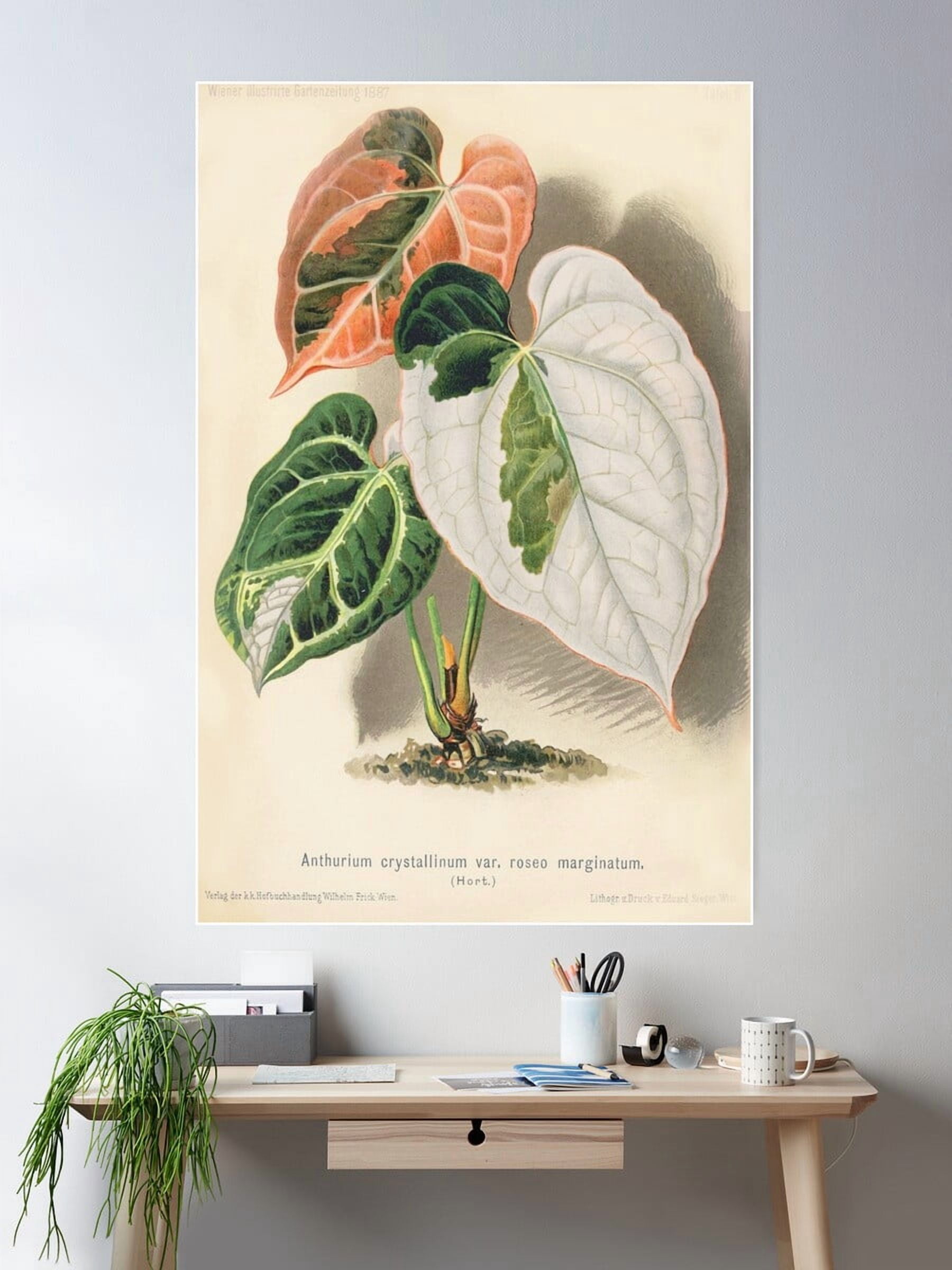 Dopaprint UNFRAMED PAPER POSTER Variegated Anthurium Crystallinum ...