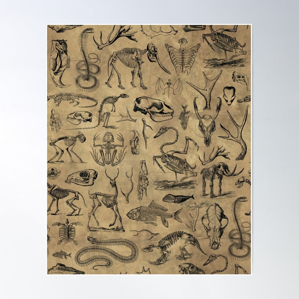 Dopaprint UNFRAMED PAPER POSTER Vintage Animal Bones Pattern - Biology ...