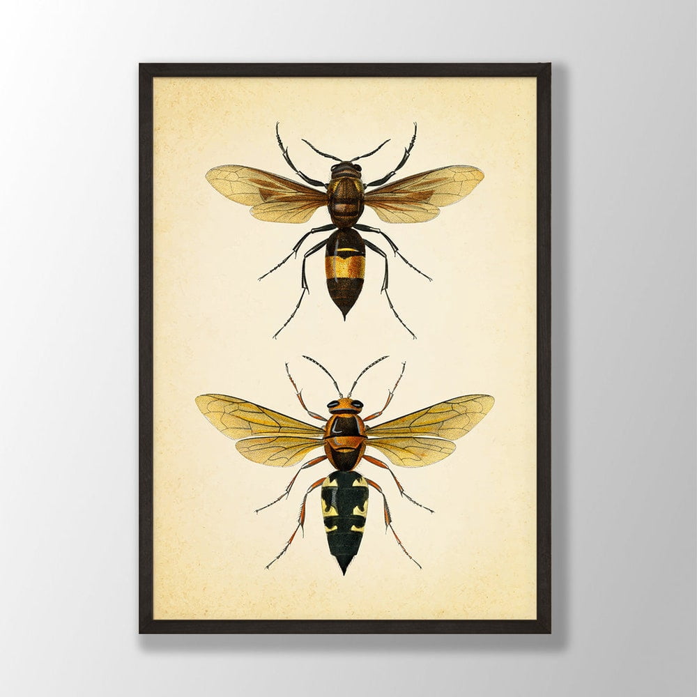 Dopaprint UNFRAMED PAPER POSTER Vintage Bee Print No:1- Bee Wall Art ...