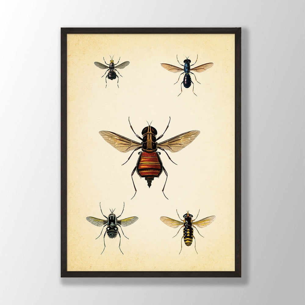 Dopaprint UNFRAMED PAPER POSTER Vintage Bee Print No:2 - Bee Wall Art ...