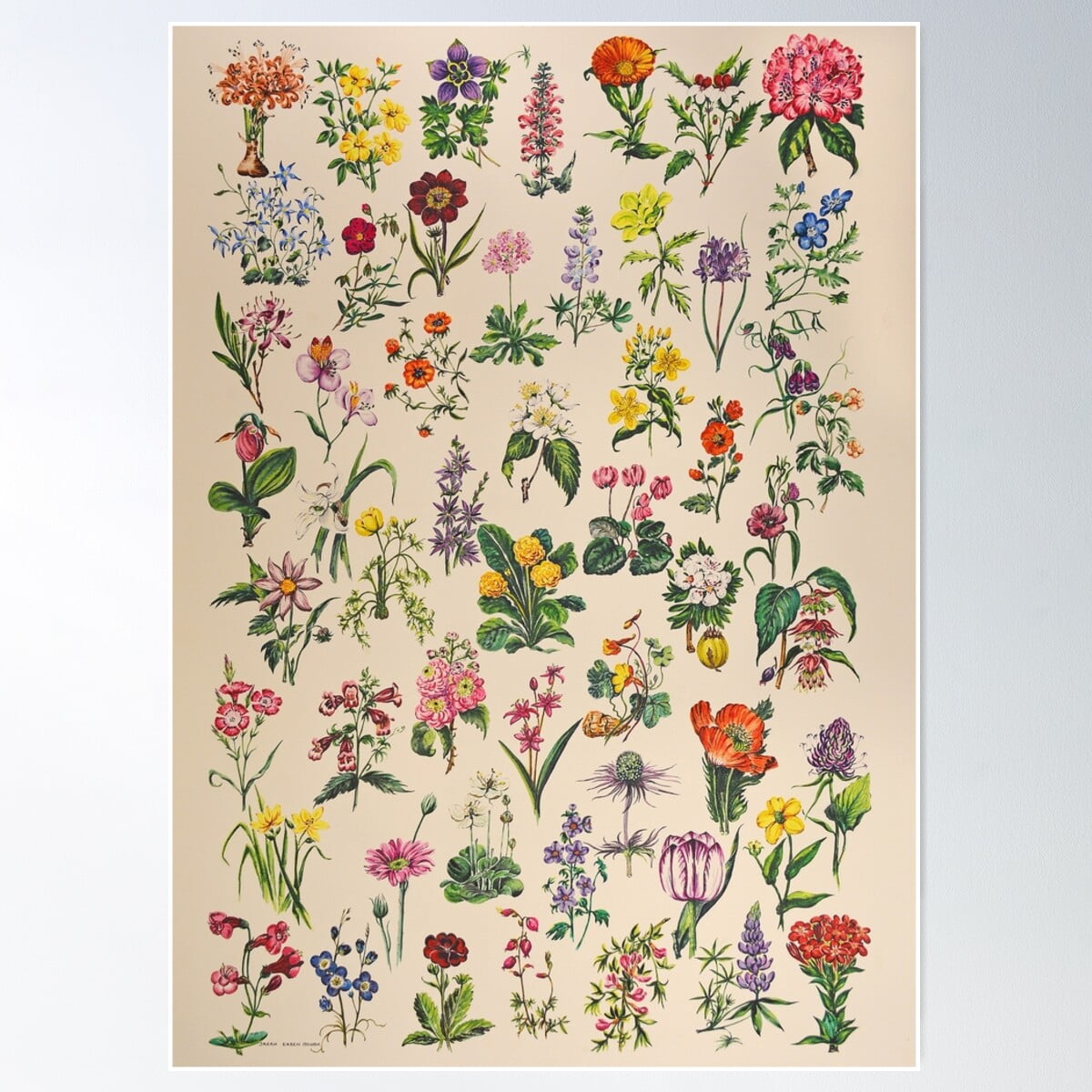 Dopaprint UNFRAMED PAPER POSTER Vintage Botanical Floral Artwork ...