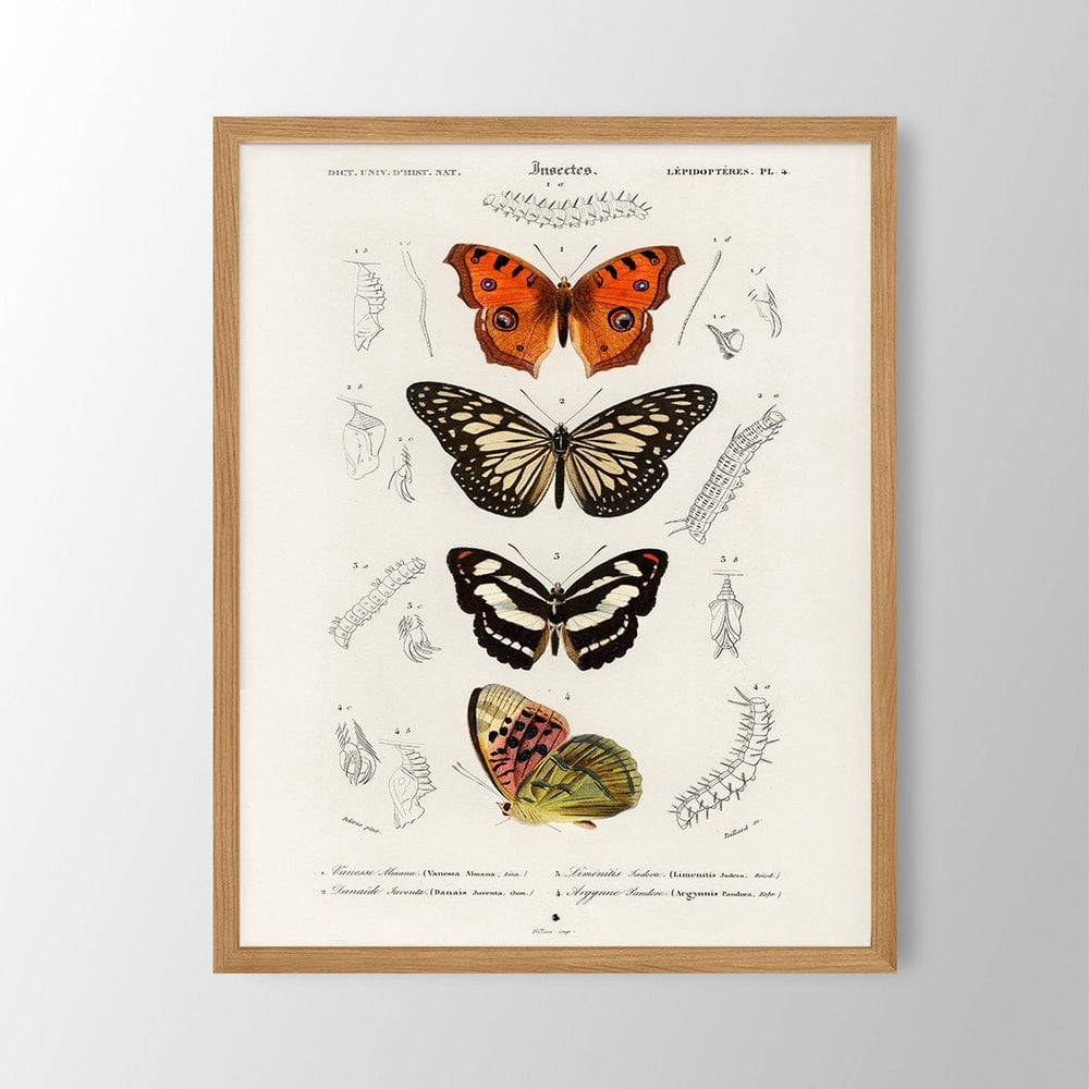 Dopaprint UNFRAMED PAPER POSTER Vintage Butterfly Print - Butterfly ...
