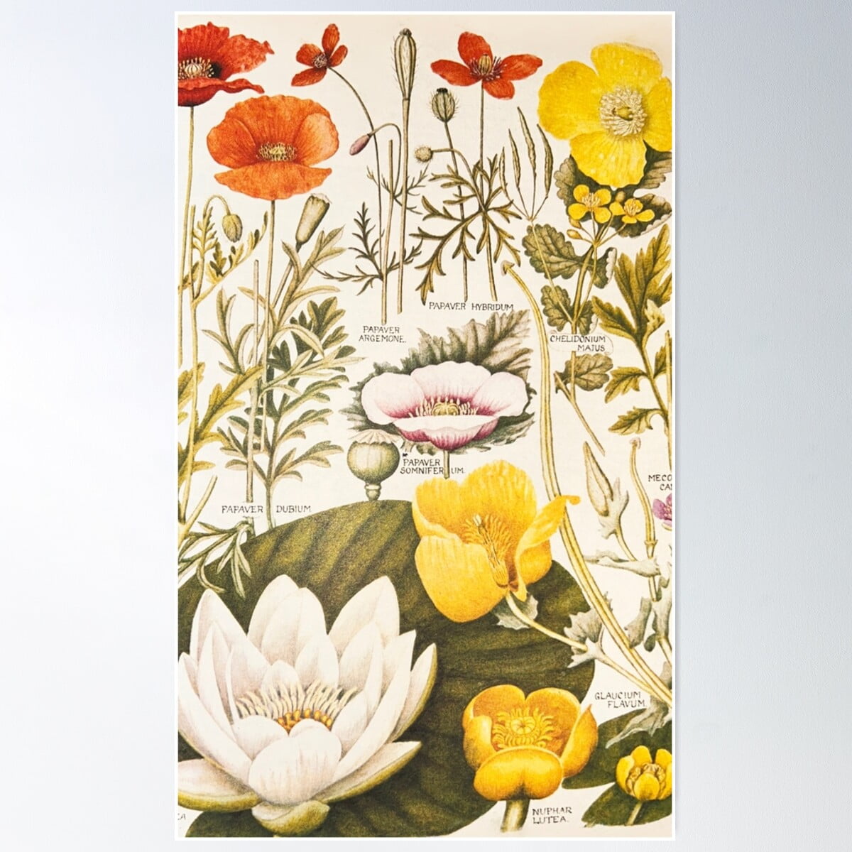 Dopaprint UNFRAMED PAPER POSTER Vintage Flowers Poster Wall Art, Modern ...