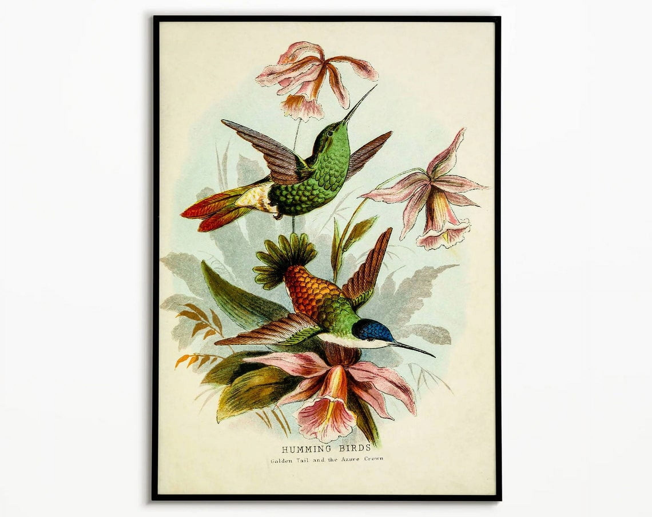 Dopaprint UNFRAMED PAPER POSTER Vintage Hummingbird Art Print, Bird ...