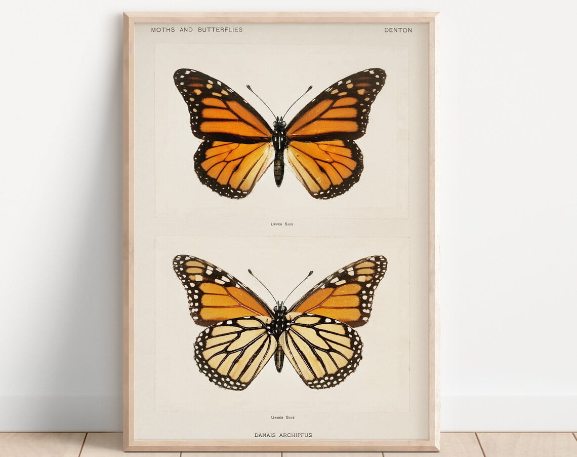 Dopaprint UNFRAMED PAPER POSTER Vintage Monarch Butterfly Print - Moths ...