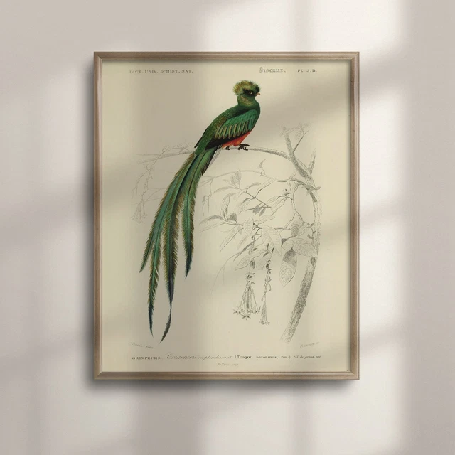 Dopaprint UNFRAMED PAPER POSTER Vintage Quetzal Bird Print, Exotic ...
