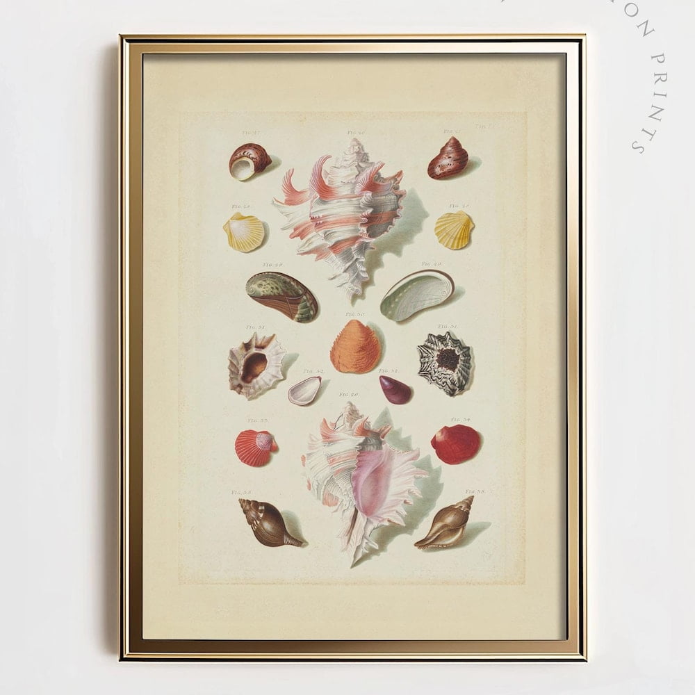 Dopaprint UNFRAMED PAPER POSTER Vintage Seashells Poster, Naturalist ...
