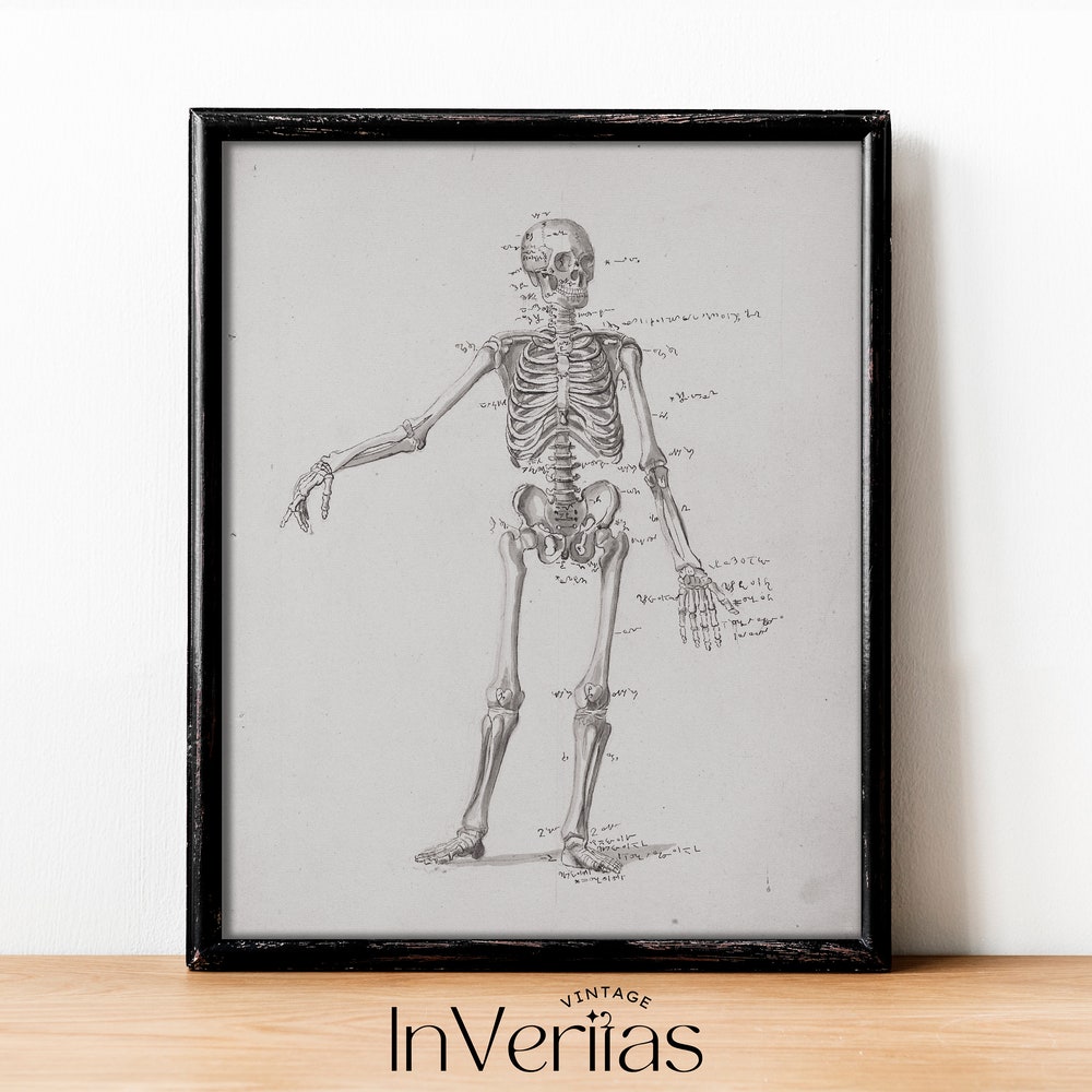 Dopaprint UNFRAMED PAPER POSTER Vintage Skeleton Print, Skeleton Sketch ...