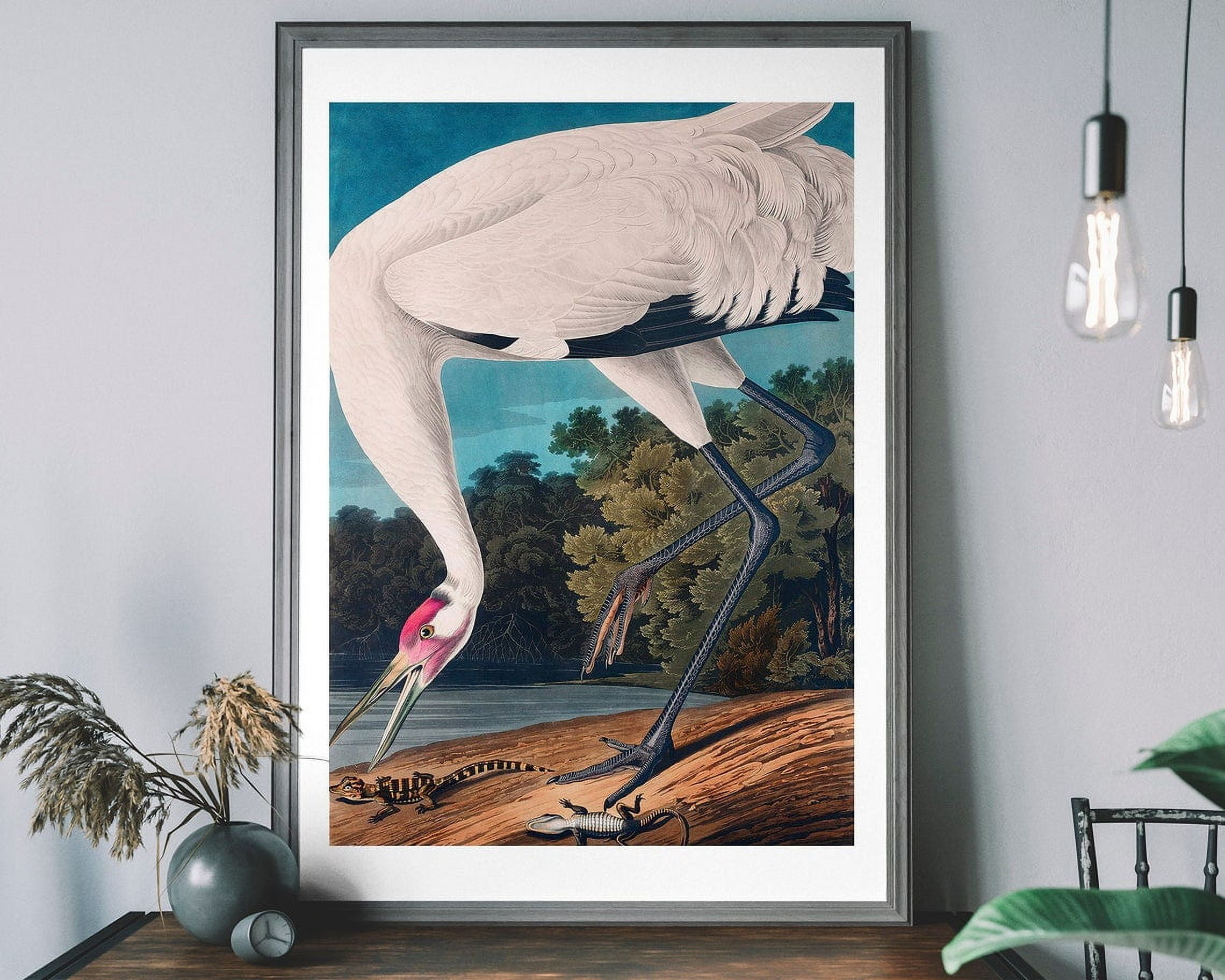 Dopaprint UNFRAMED PAPER POSTER Whooping Crane Vintage Art Print, Birds ...