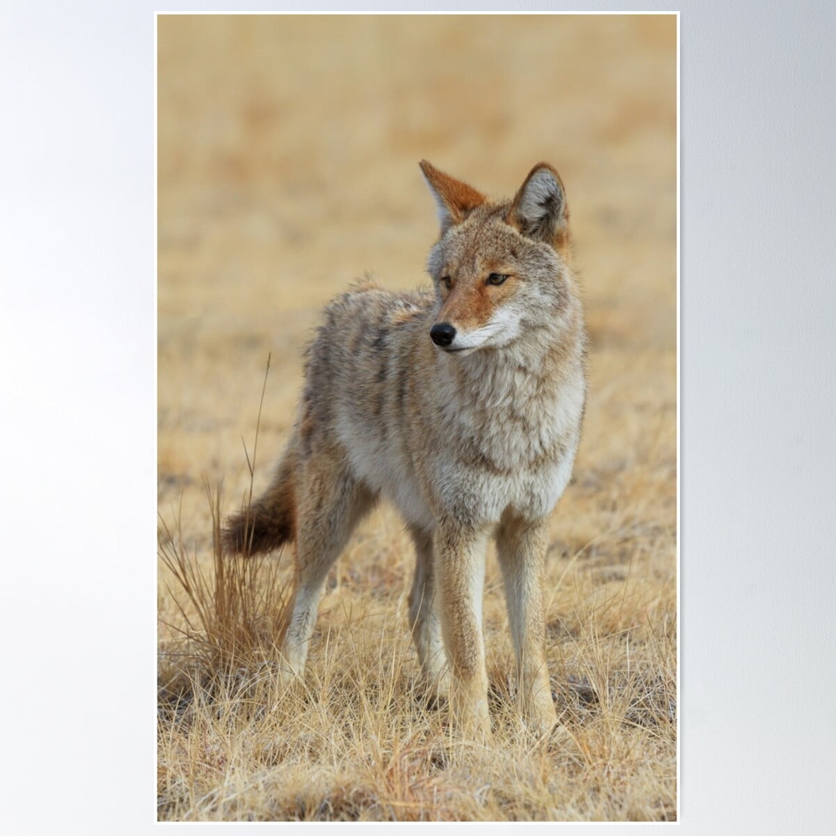 Dopaprint UNFRAMED PAPER POSTER Wild Coyote Poster Wall Art, Modern ...