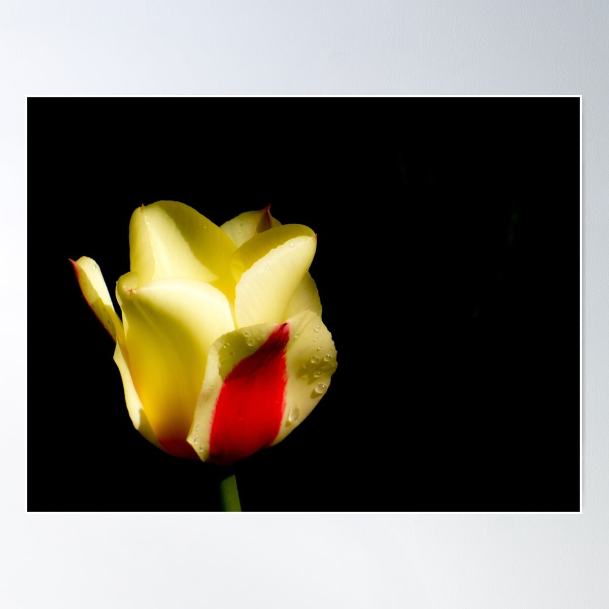 Dopaprint UNFRAMED PAPER POSTER Yellow-Red Tulip With Water Droplets On ...