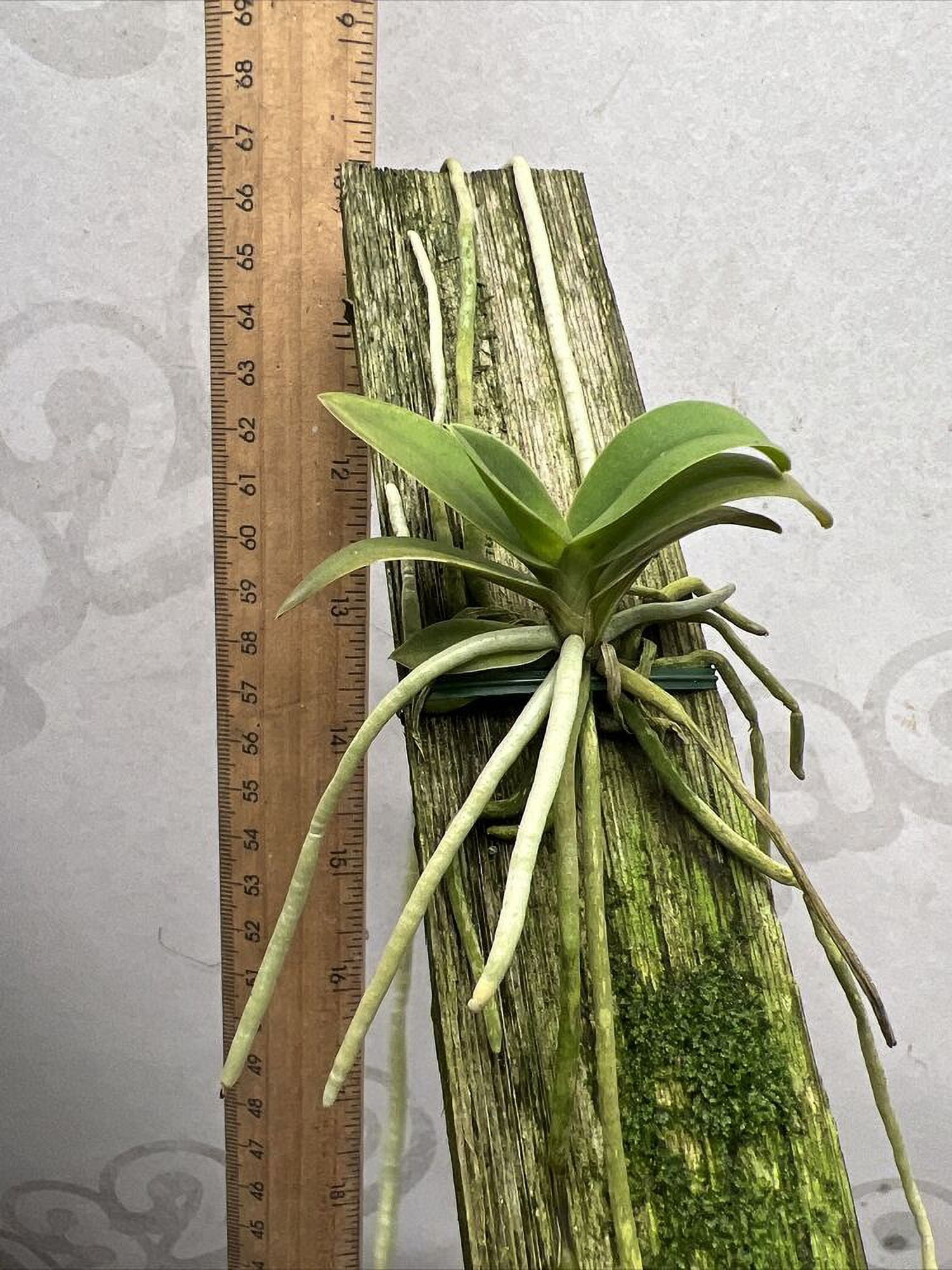 Doritis Pulcherrima var Coerulea Mounted Bloom size - Walmart.com