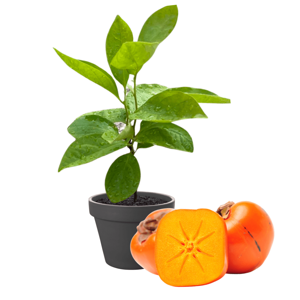 Dormant Persimmon Tree Live Plant in Quart Pot, Diospyros Virginiana ...