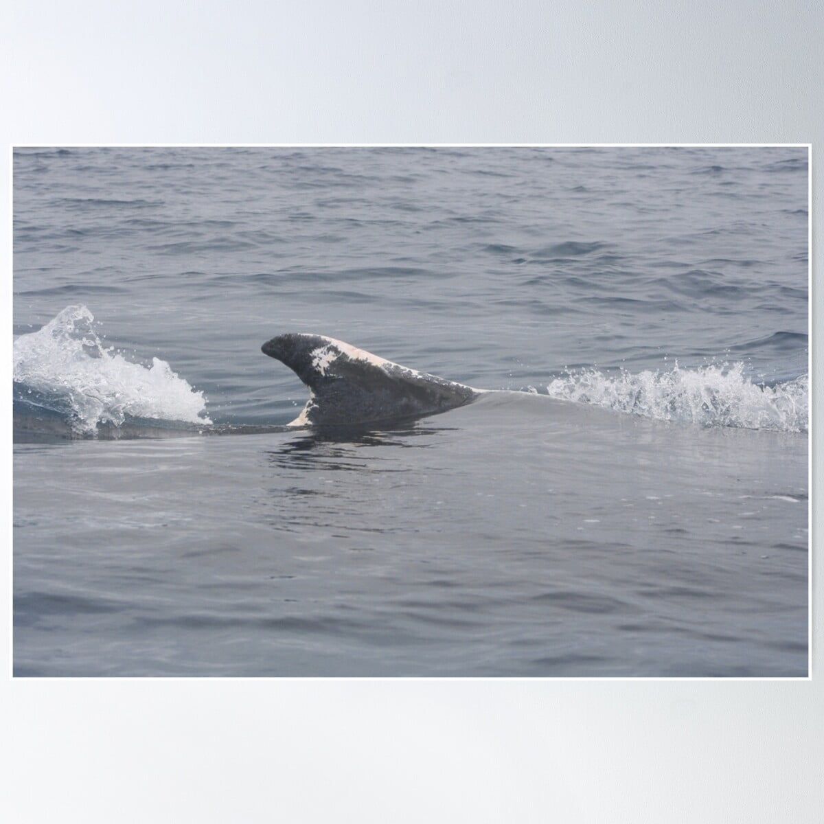 Dorsal Fin Of A Humpback Whale Breaking The Surface Poster Wall Art ...