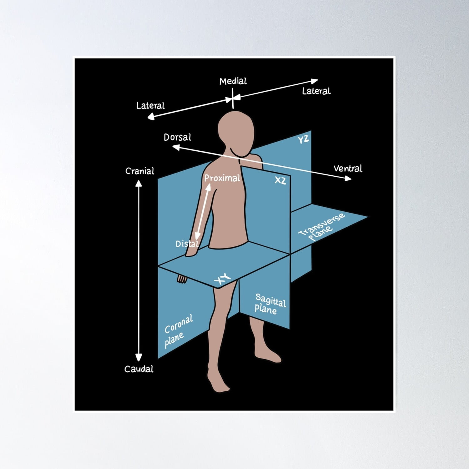Dorsal Ventral Planes Of Human Body - Nurse Or Physician Poster Wall ...
