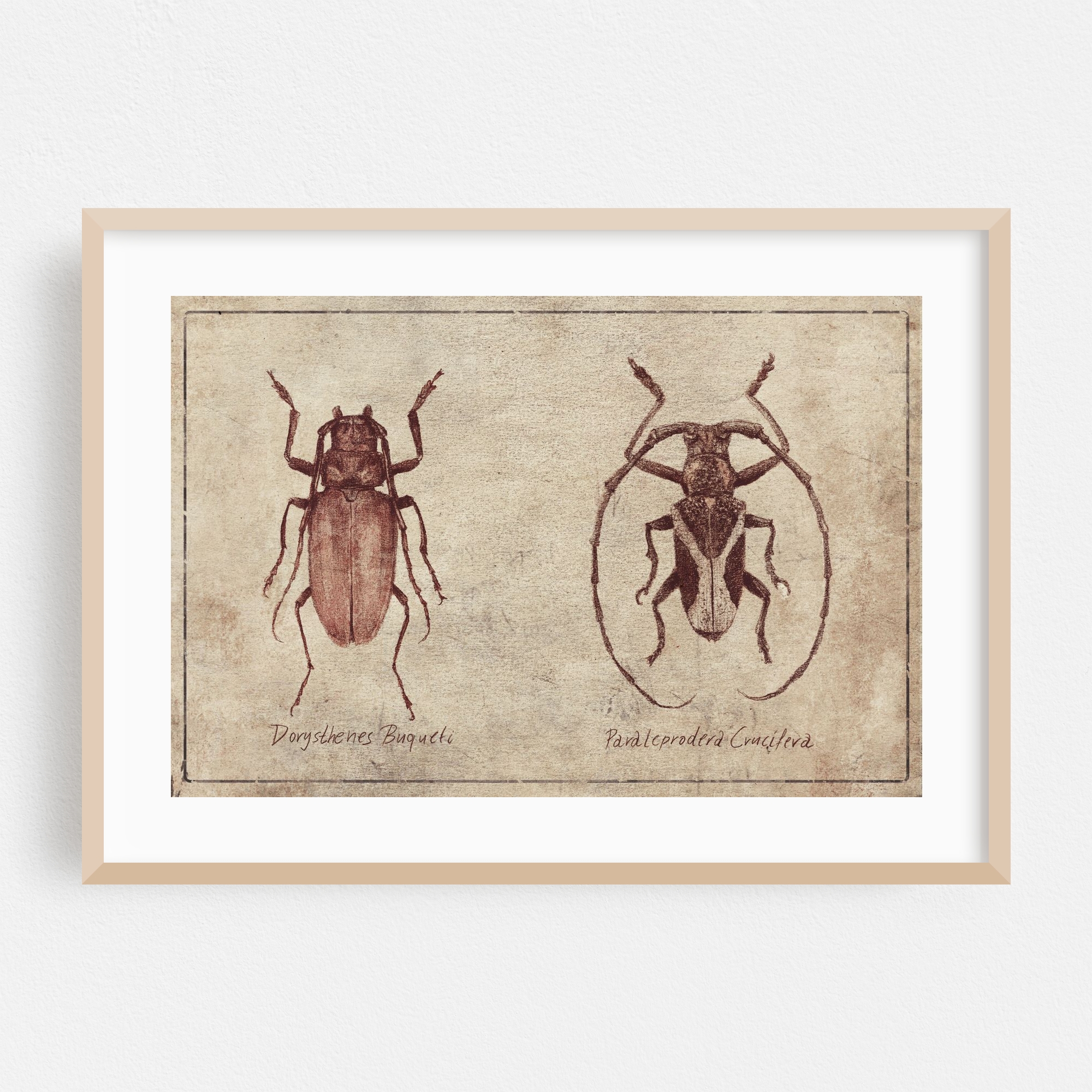 Dorysthenes Buqueti-Paraleprodera Crucifera - Drawing Vintage Insect ...