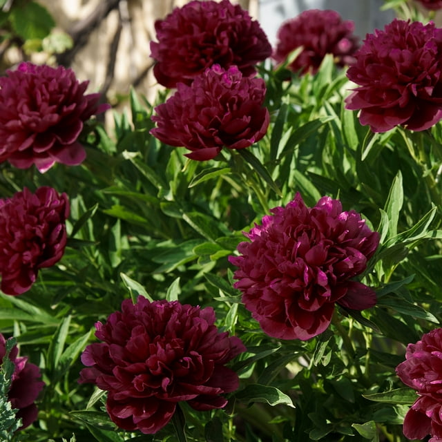 Walmart Double Black Peony Bare Roots - Set of 3, Fragrant Perennial ...