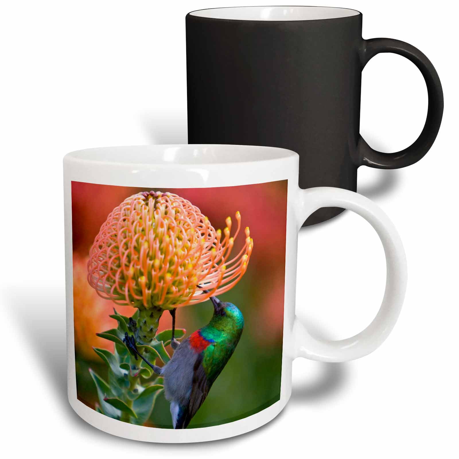 3drose, Double-collared Sunbird, South Africa-af42 Rbe0060 - Ralph H ...