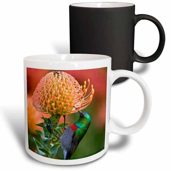 3drose, Double-collared Sunbird, South Africa-af42 Rbe0060 - Ralph H ...