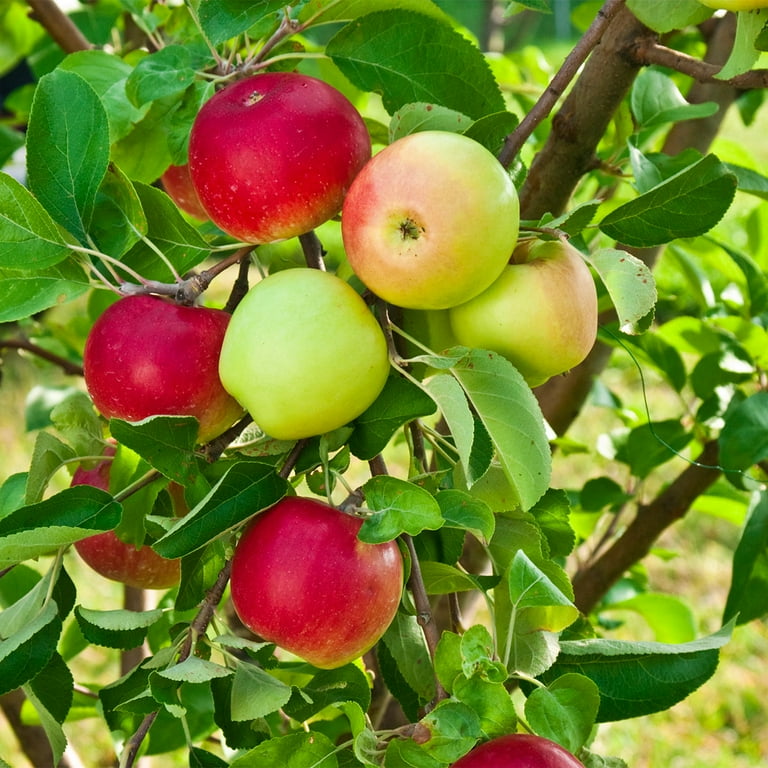 Bare Apple Tree Bare Root Fruit: Time To Choose And Plant