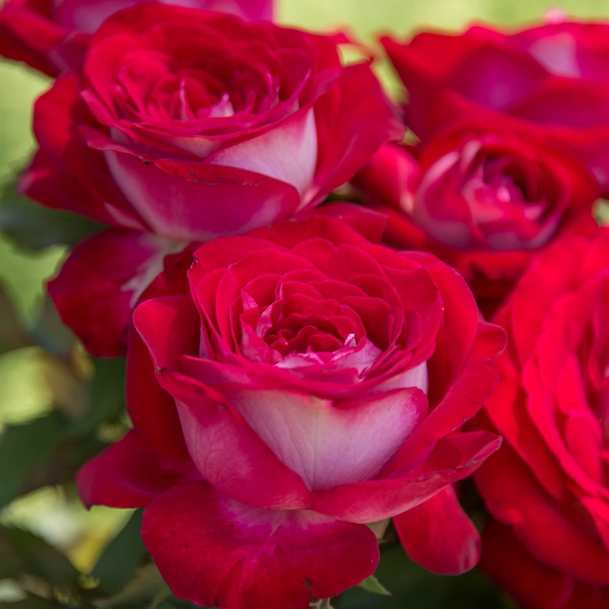 Double Delight Dormant Bare Root Hybrid Tea Rose, Includes one dormant ...