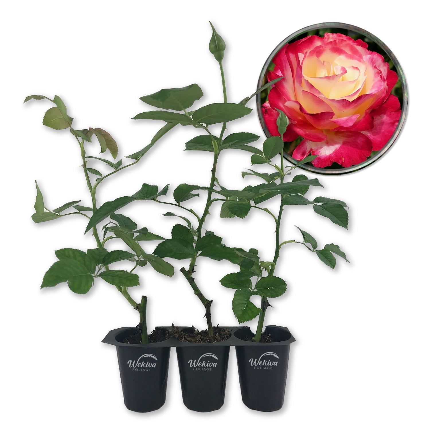Double Delight Rose Bush - 3 Live Starter Plants in 2 Inch Pots ...